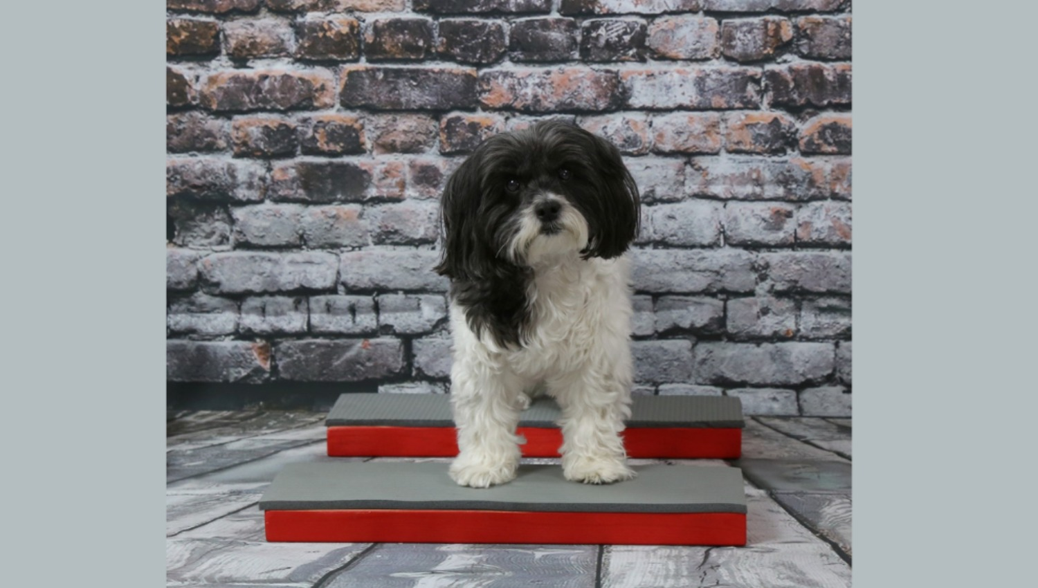 Custom Canine Fitness Program | Sit Stay Squat