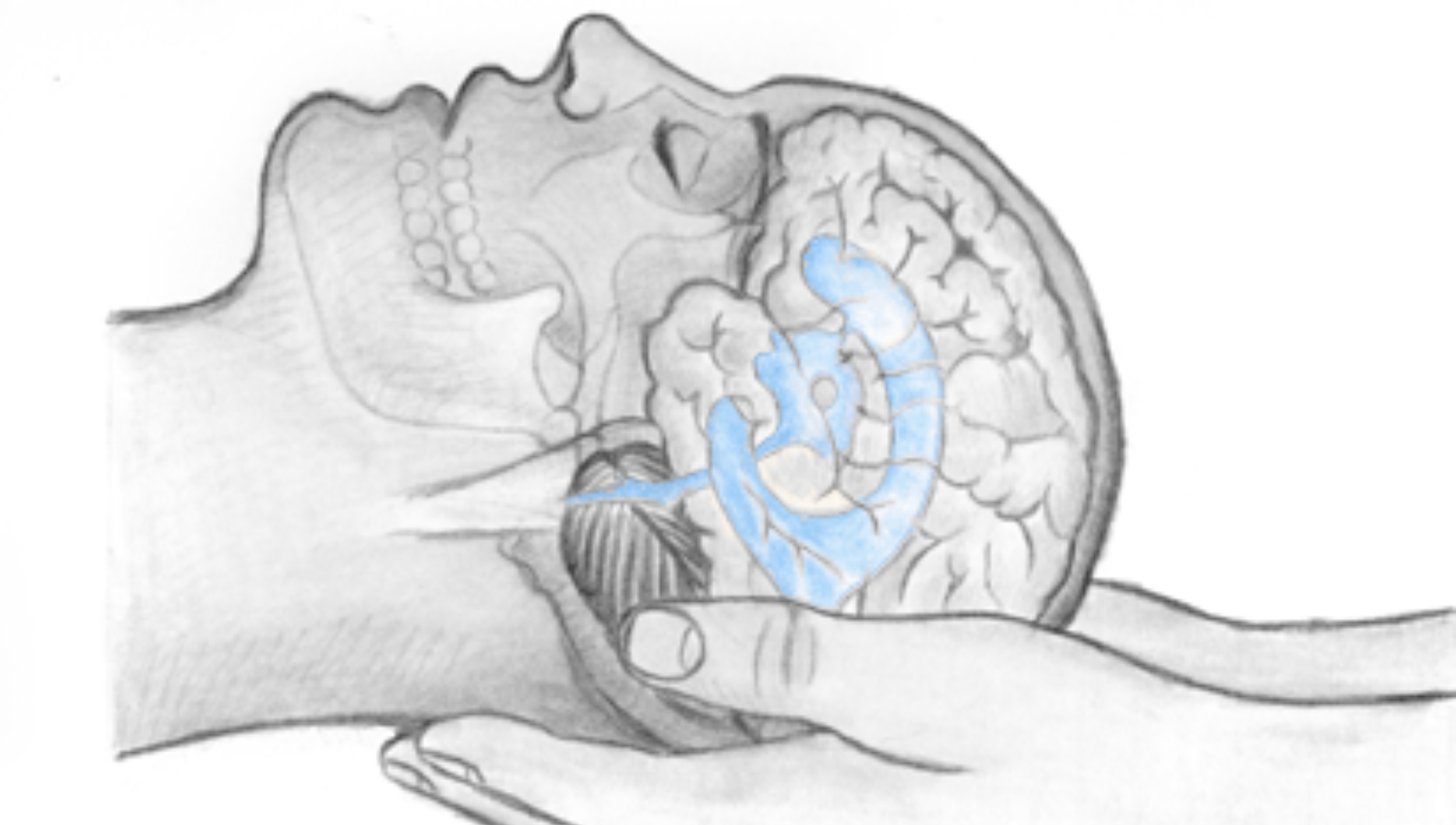 Cranial Sacral or Visceral Manipulation Therapy | Simply No Knots Massage